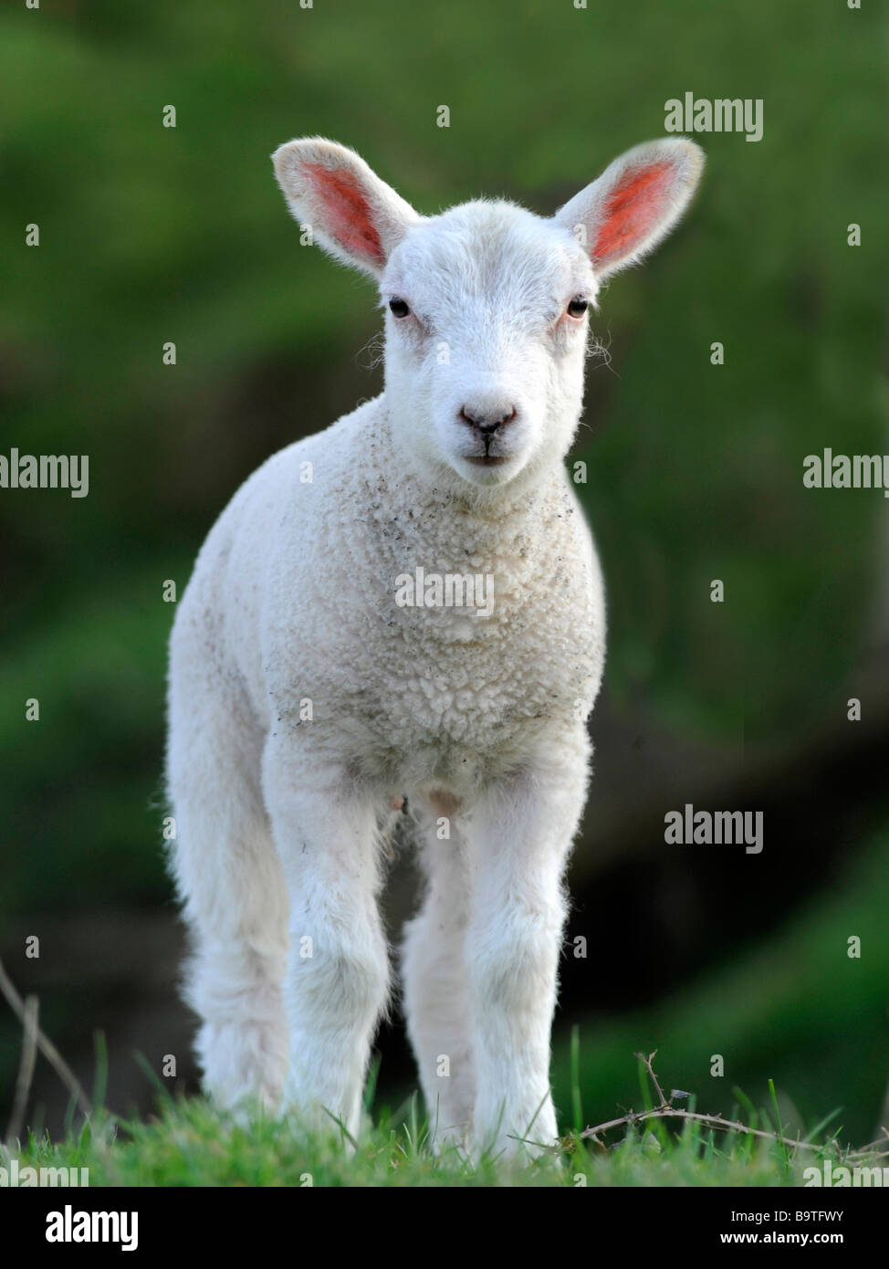 A small baby lamb standing on the grass Stock Photo - Alamy