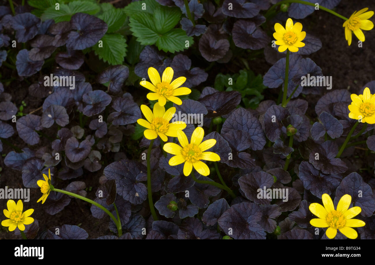 Brazen hussy hi-res stock photography and images - Alamy