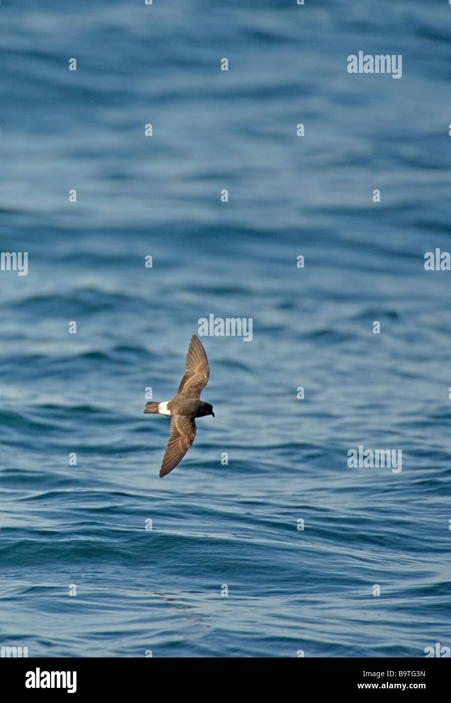 European storm petrel Hydrobates pelagicus in flight off Pembrokeshire ...