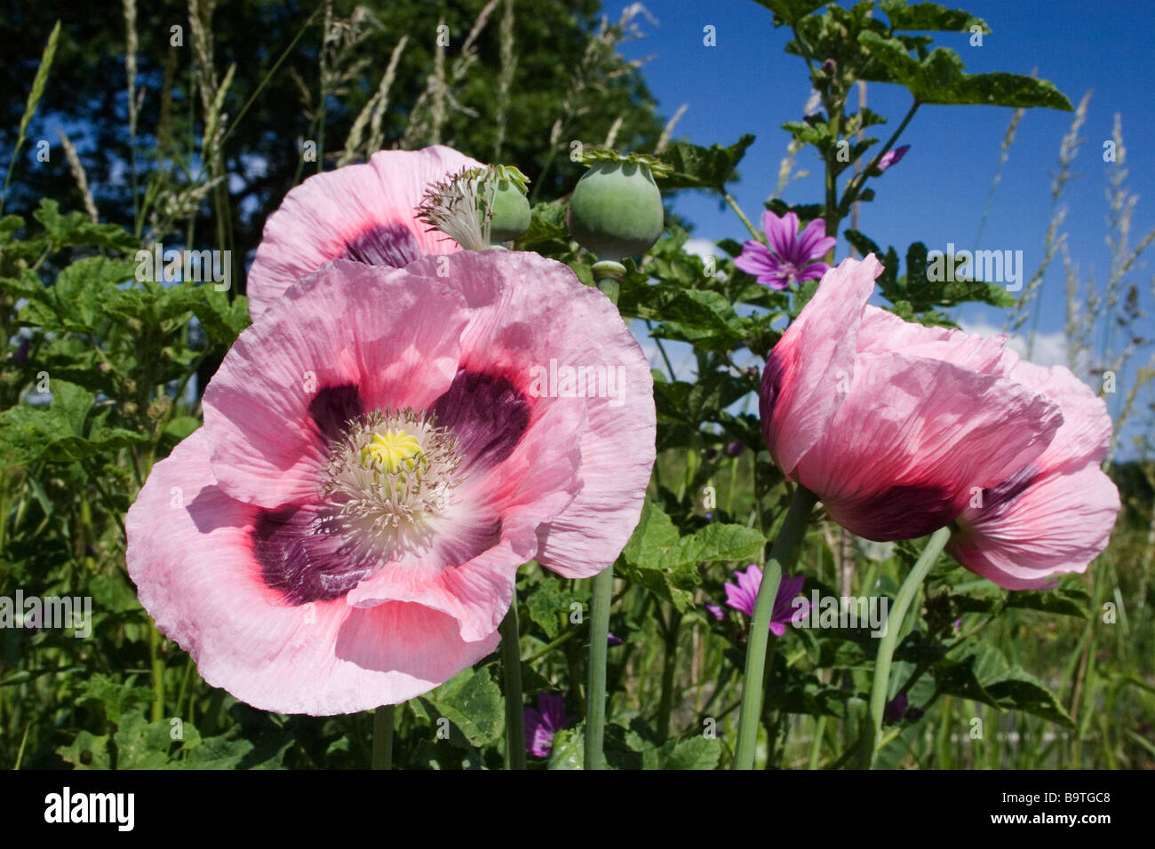 pink oriental flowering poppies growing on corn field strip Essex Stock ...