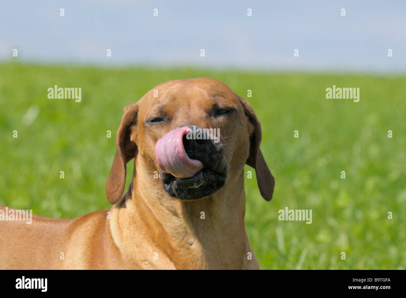 One year Rhodesian Ridgeback dog Stock Photo - Alamy