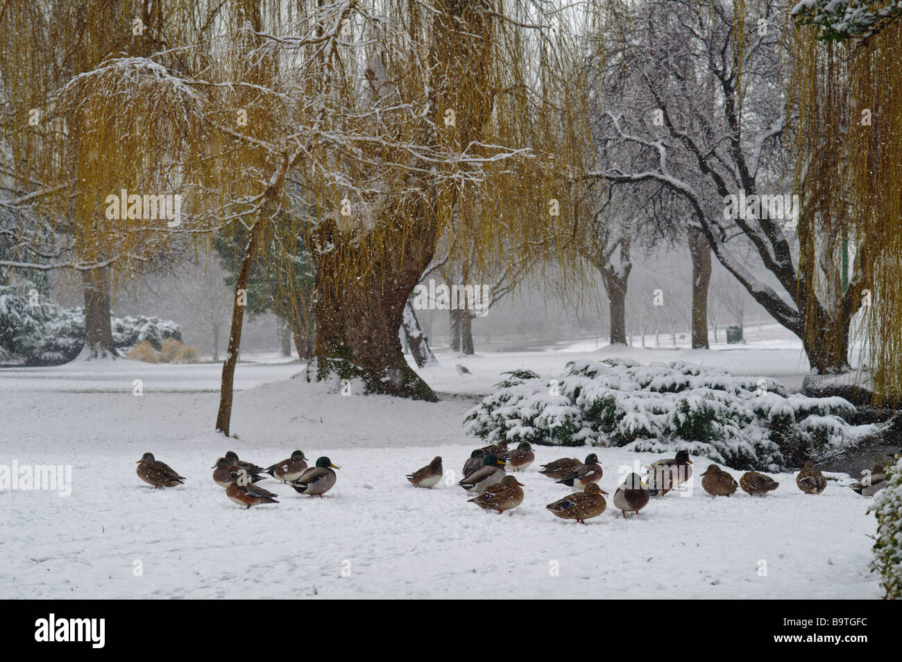 Victoria snowstorm hi-res stock photography and images - Alamy