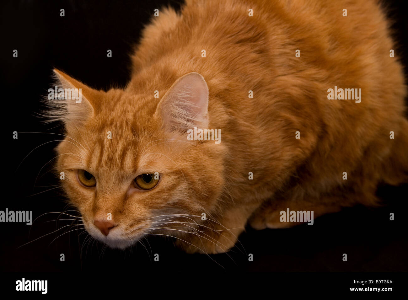 Kurilian bobtail red hi-res stock photography and images - Alamy