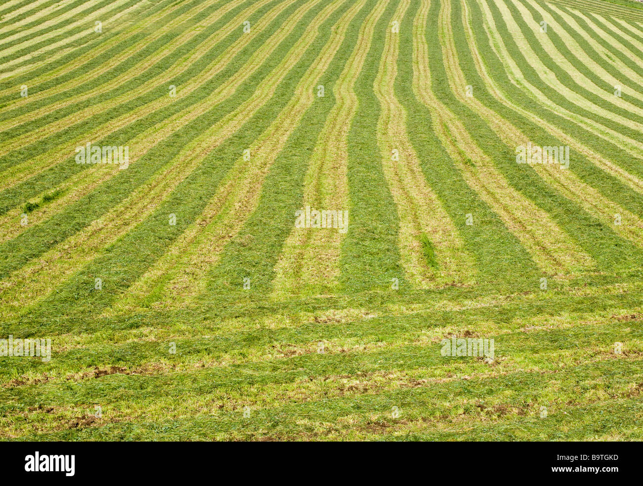 Cutting Patterns. A recently mowed field of barley is a study in line ...