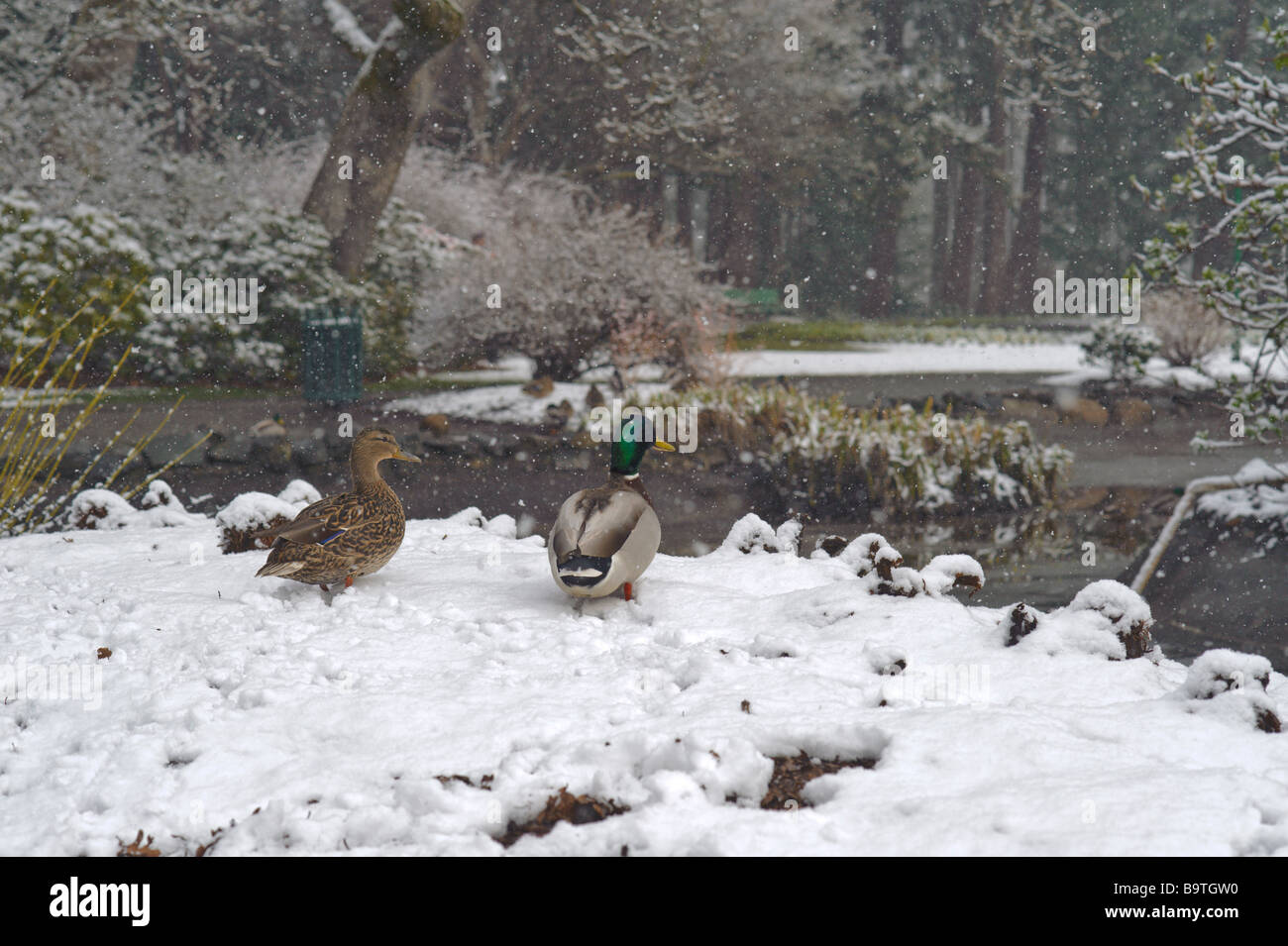 Victoria snowstorm hi-res stock photography and images - Alamy