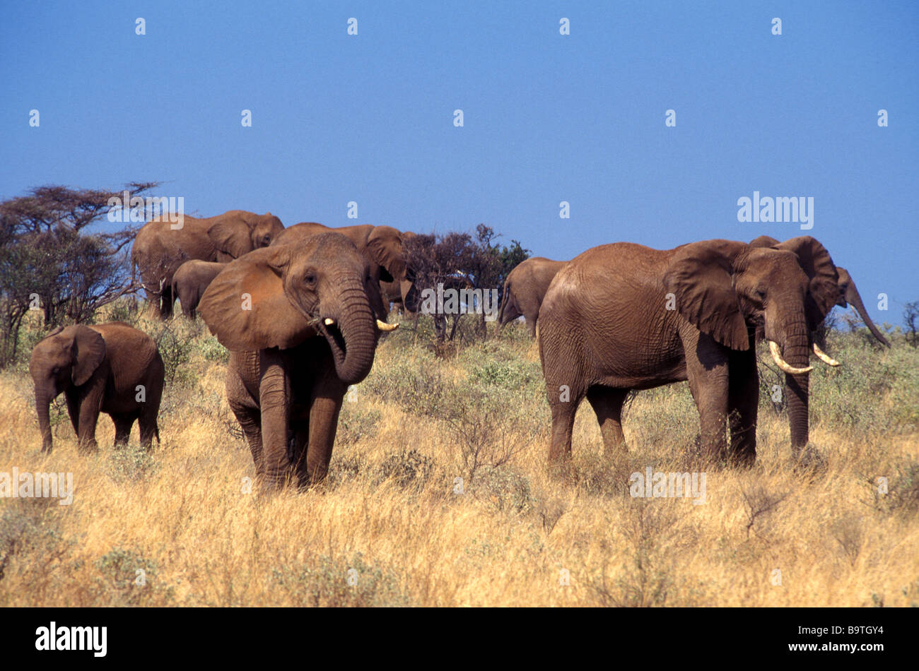 samburu game reserve kenya Stock Photo - Alamy