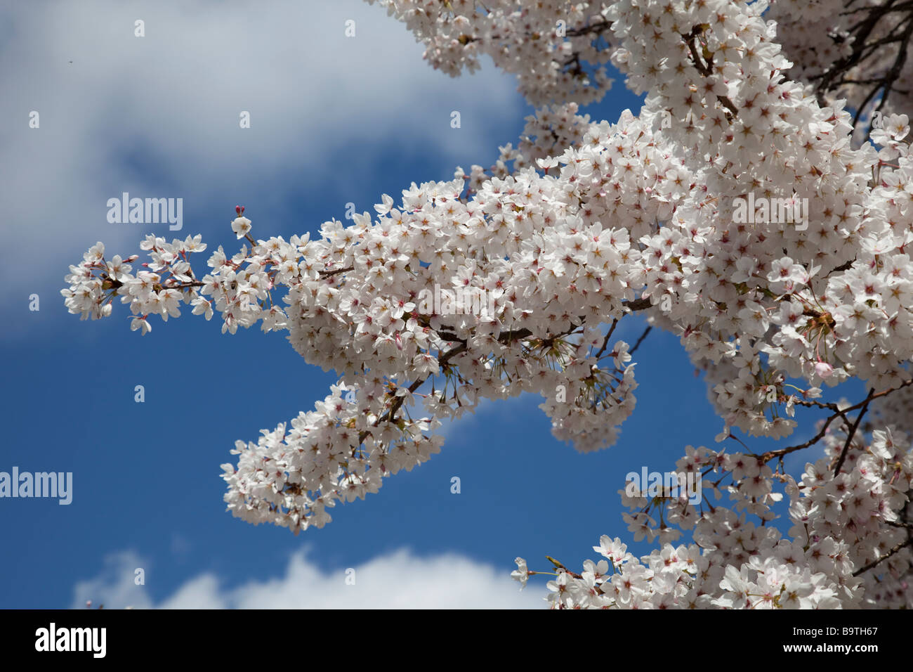 Japanese Cherry Tree Uk