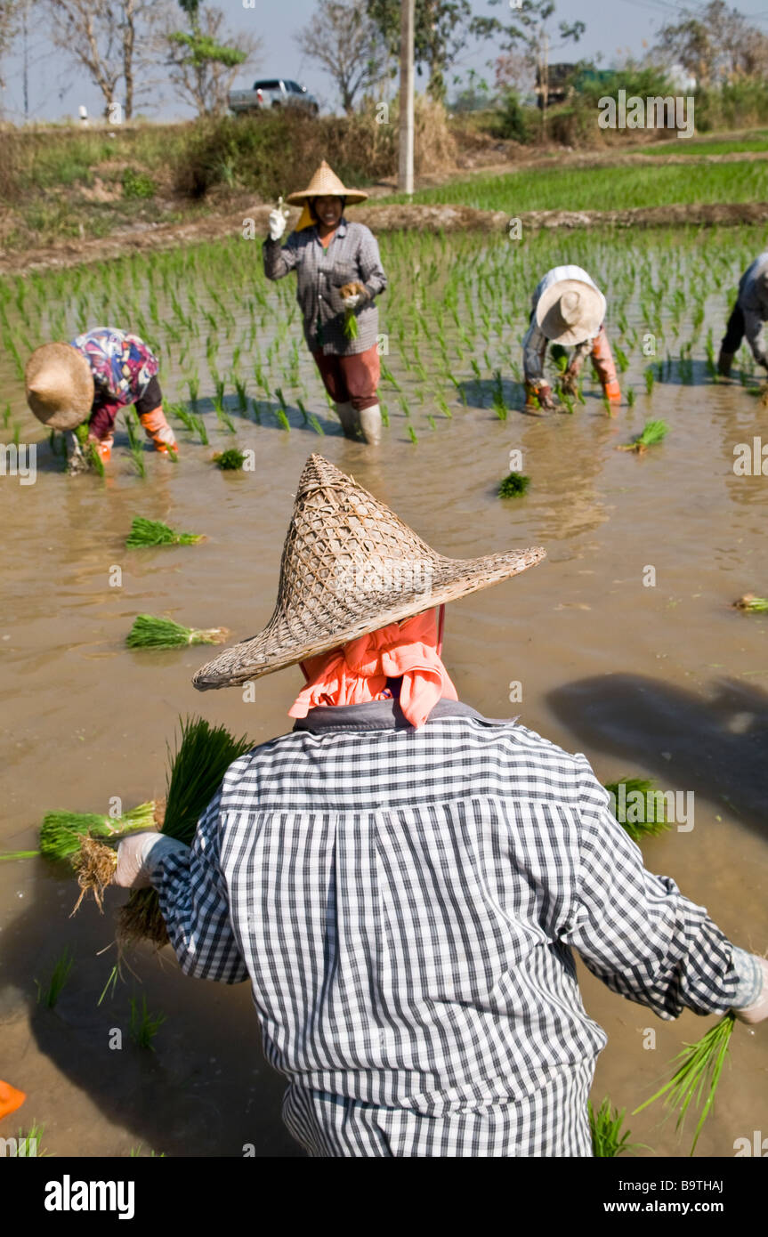 Rice Farmer Hat