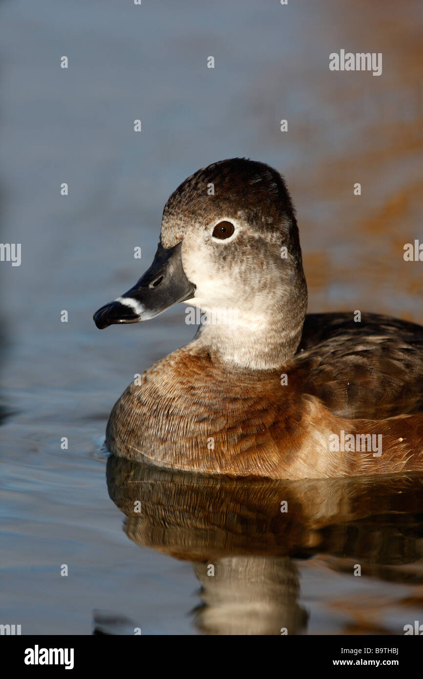Female ring necked duck hi-res stock photography and images - Alamy