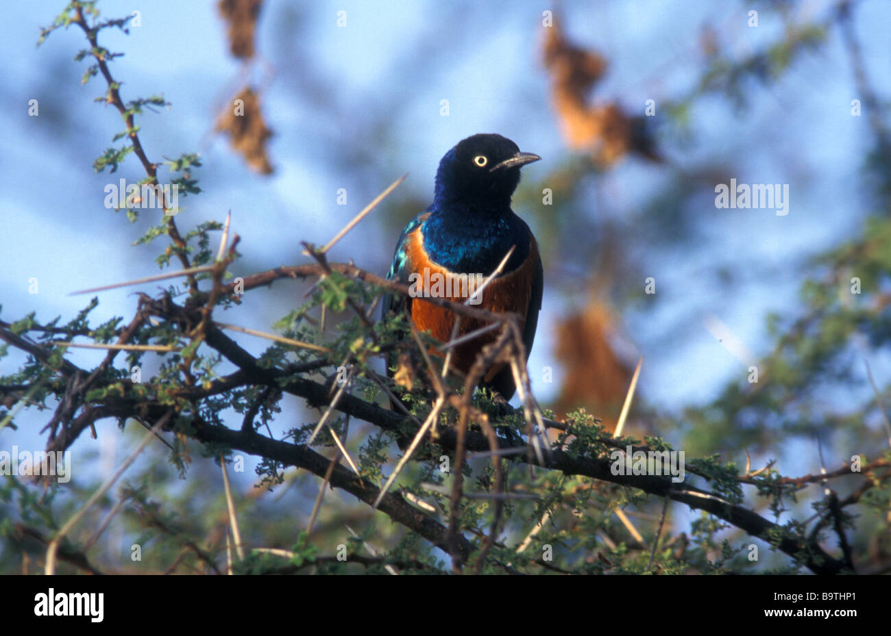 Kenyan starling hi-res stock photography and images - Alamy