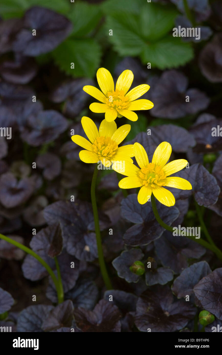 Brazen hussy hi-res stock photography and images - Alamy