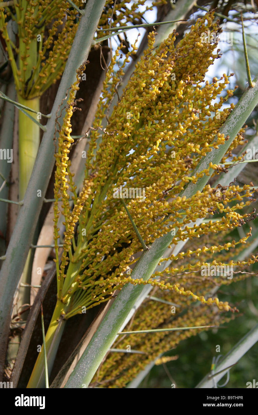 Senegal date palm phoenix reclinata hi-res stock photography and images ...
