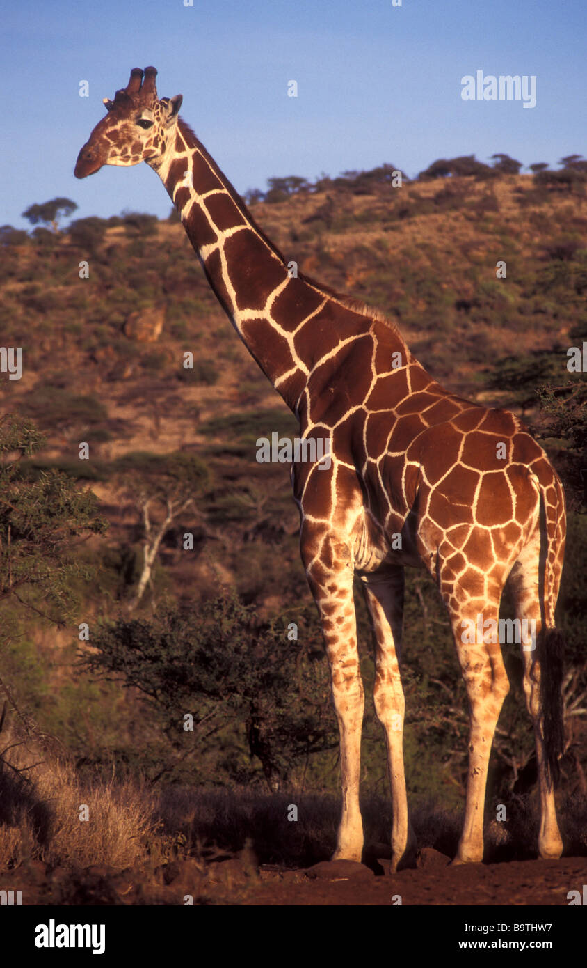 reticulated giraffe lewa downs africa Stock Photo - Alamy
