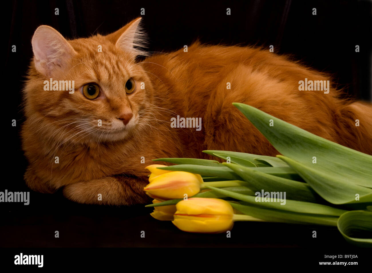 Kurilian bobtail red hi-res stock photography and images - Alamy