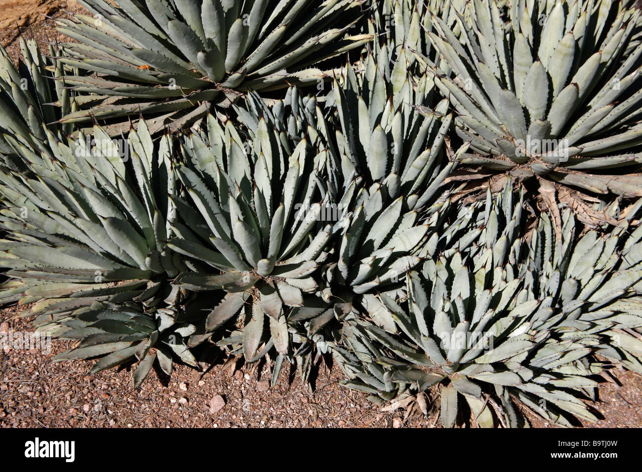 Agave macroacantha Origin Mexico Stock Photo - Alamy
