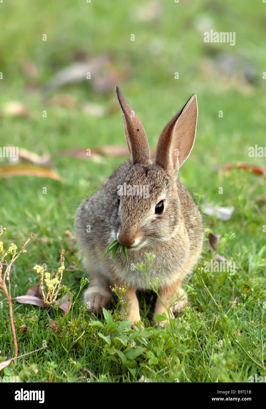 Desert cottontail rabbit hi-res stock photography and images - Alamy