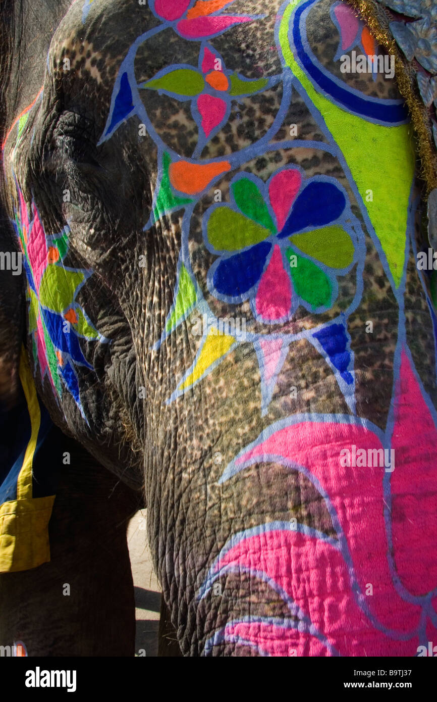 Elephant colour hi-res stock photography and images - Alamy