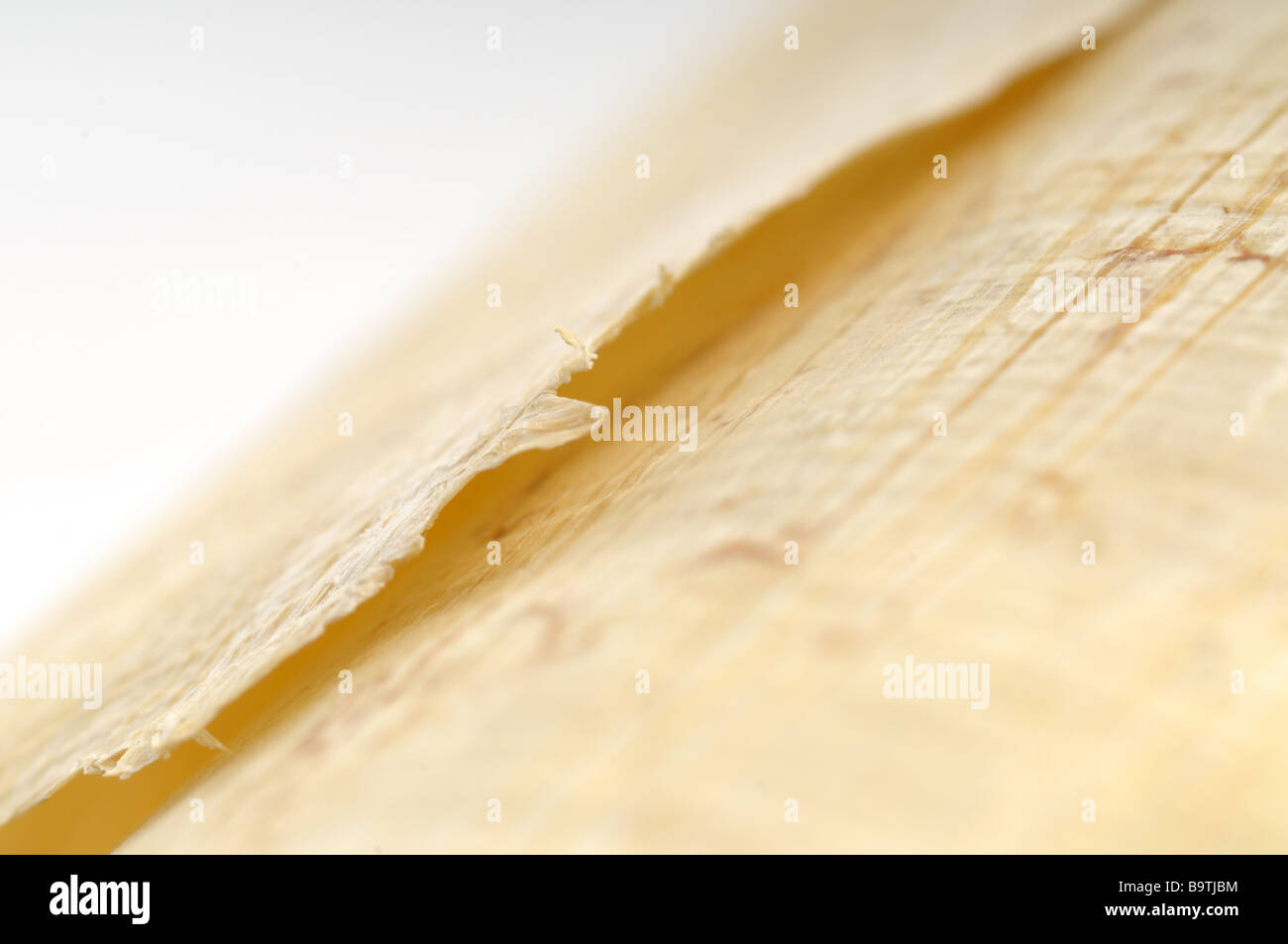 Closeup of a rolled papyrus Stock Photo - Alamy