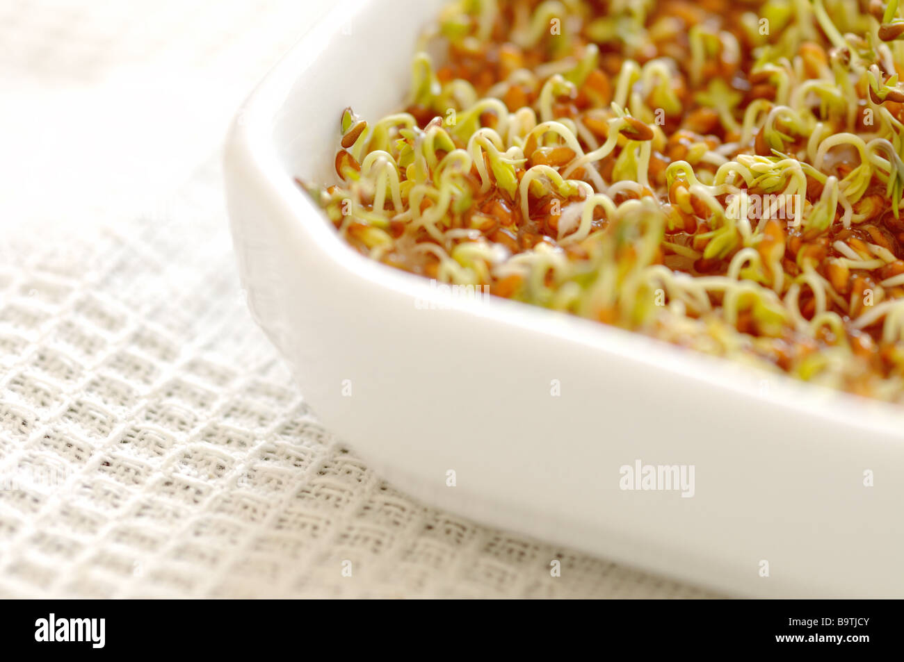 Closeup of cress seeds planted to grow Stock Photo - Alamy