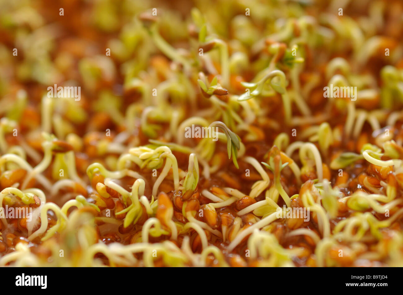 Closeup of cress seeds planted to grow Stock Photo - Alamy
