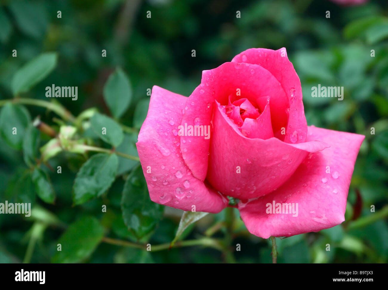 "Country Dancer" rose Stock Photo - Alamy