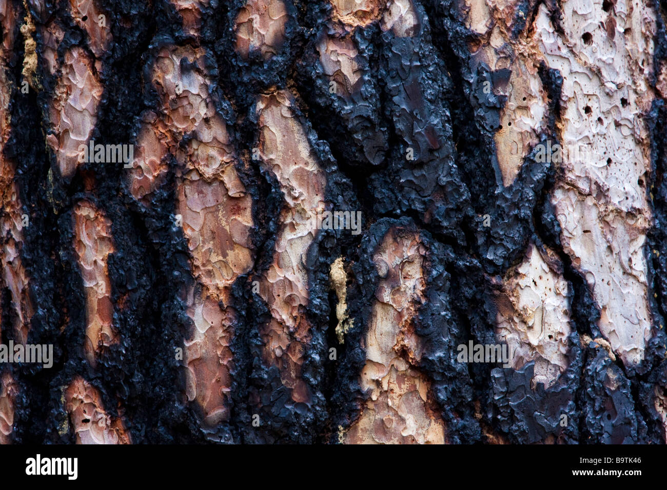 Bark of a burnt Pine Tree in Yosemite, California, USA Stock Photo - Alamy