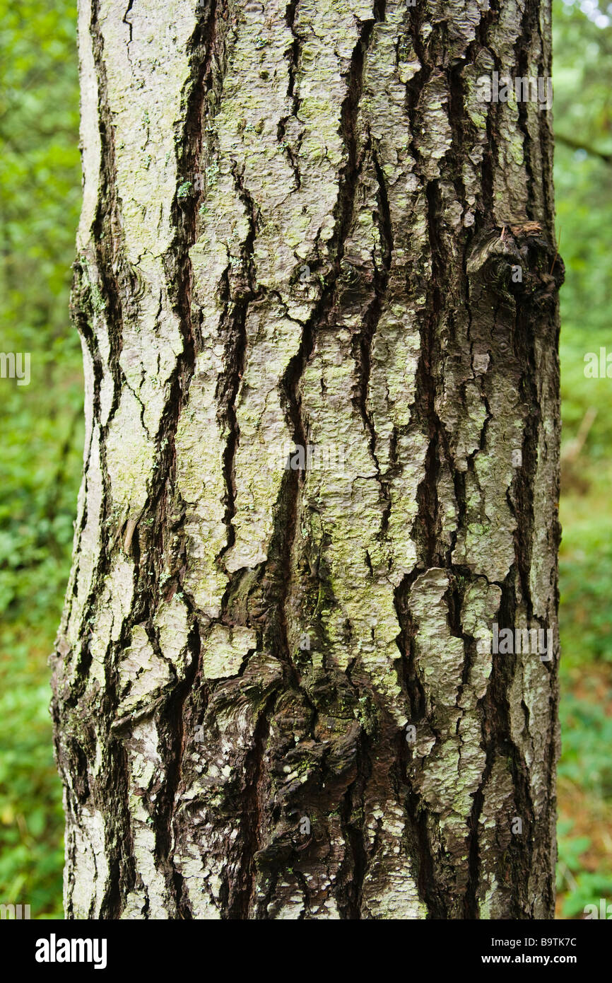 Tree trunk hi-res stock photography and images - Alamy