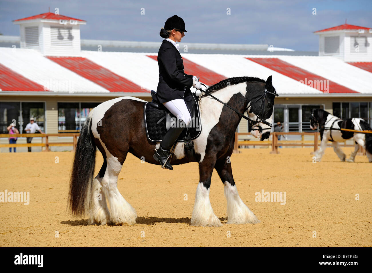 Gypsy vanner horse hi-res stock photography and images - Alamy