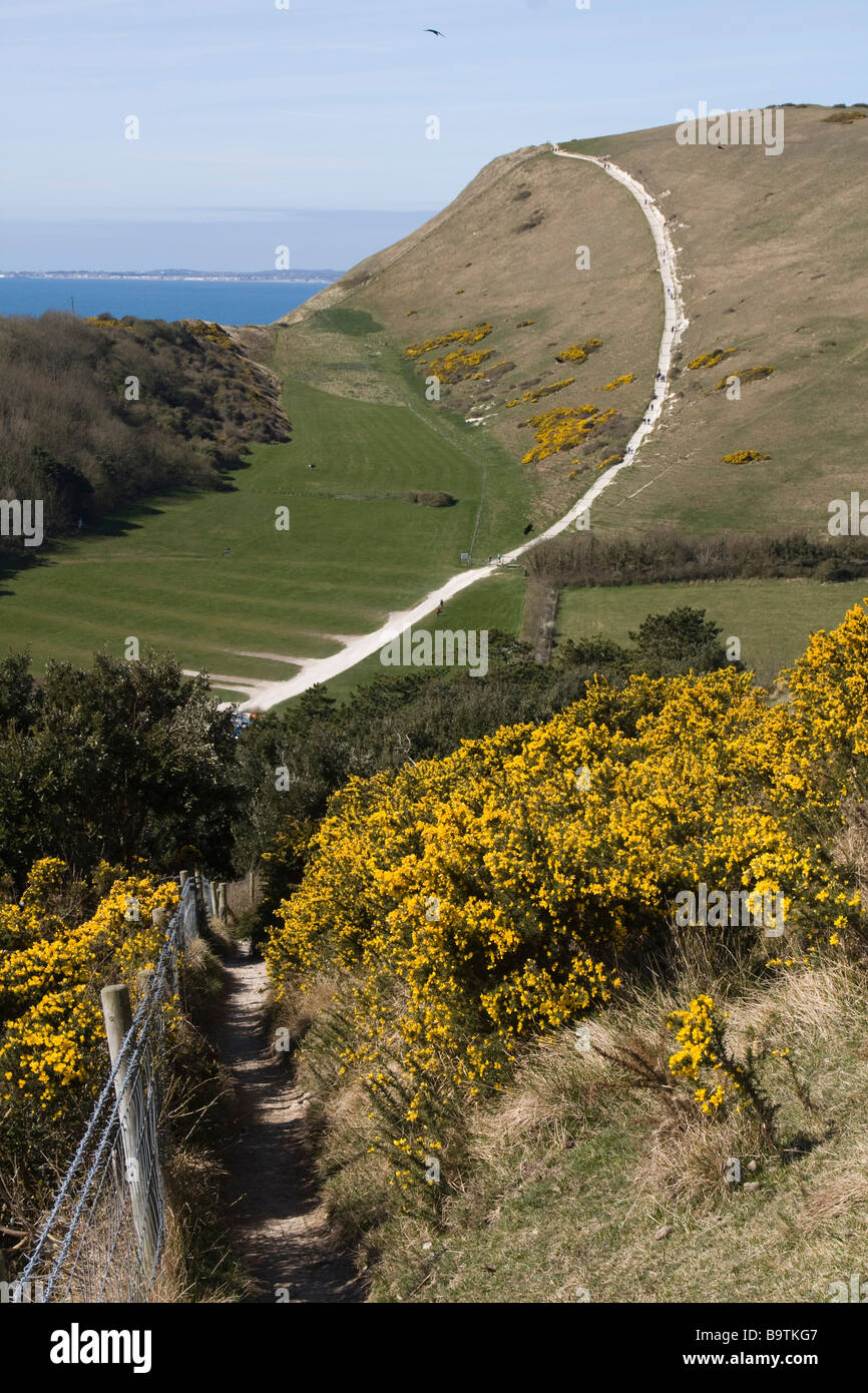 clifftop walk path by lulworth cove dorset england uk gb Stock Photo ...