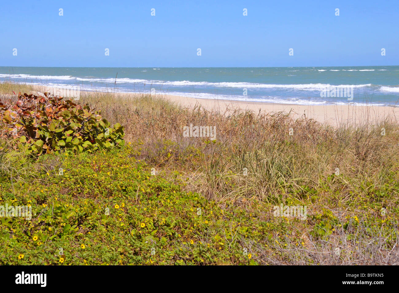 Vegetation near water at Avalon State Park Florida Atlantic East Coast ...