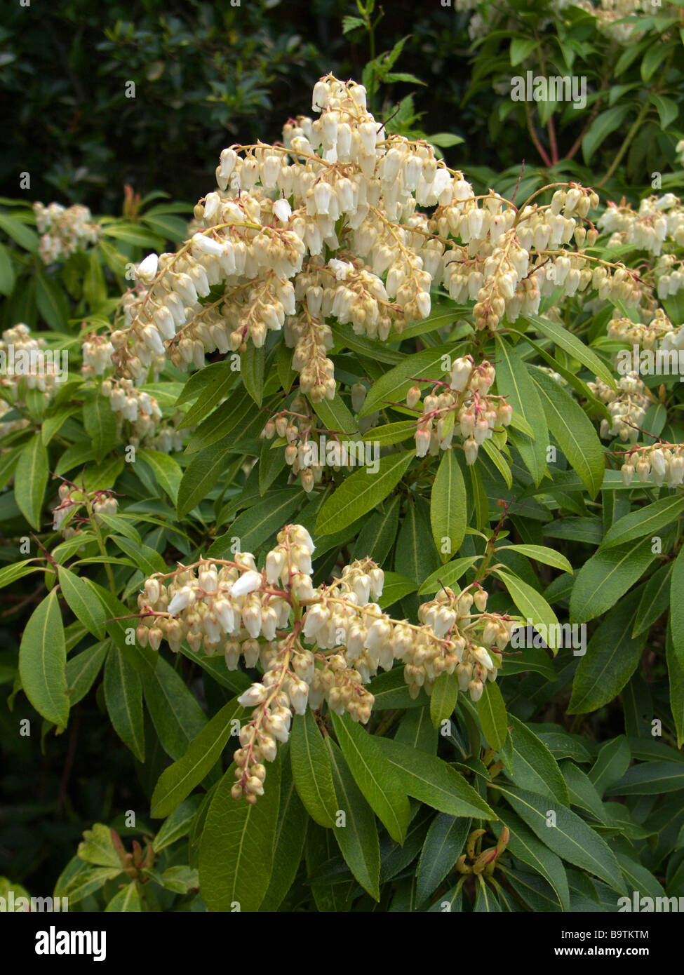 Pieris Shrub in Flower (Pieris japonica Stock Photo - Alamy