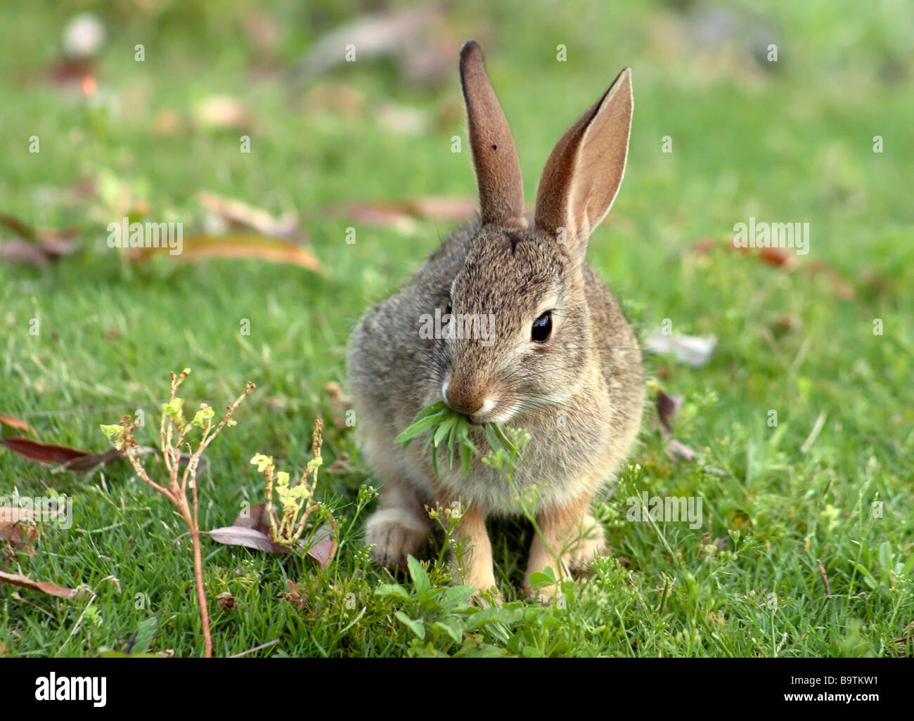 Cottontail rabbit hi-res stock photography and images - Alamy