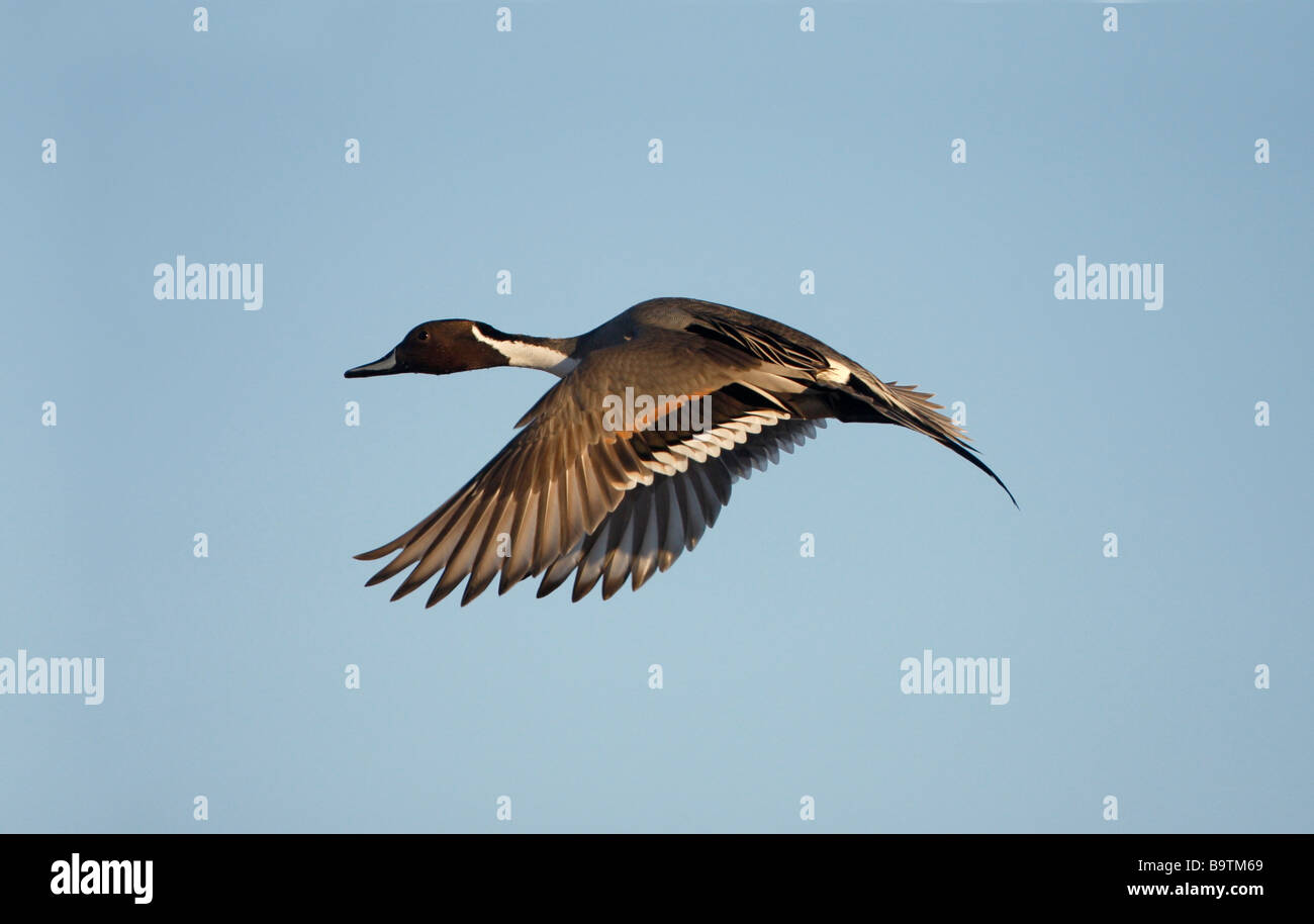 Northern pintail anas acuta male flying hi-res stock photography and images - Alamy