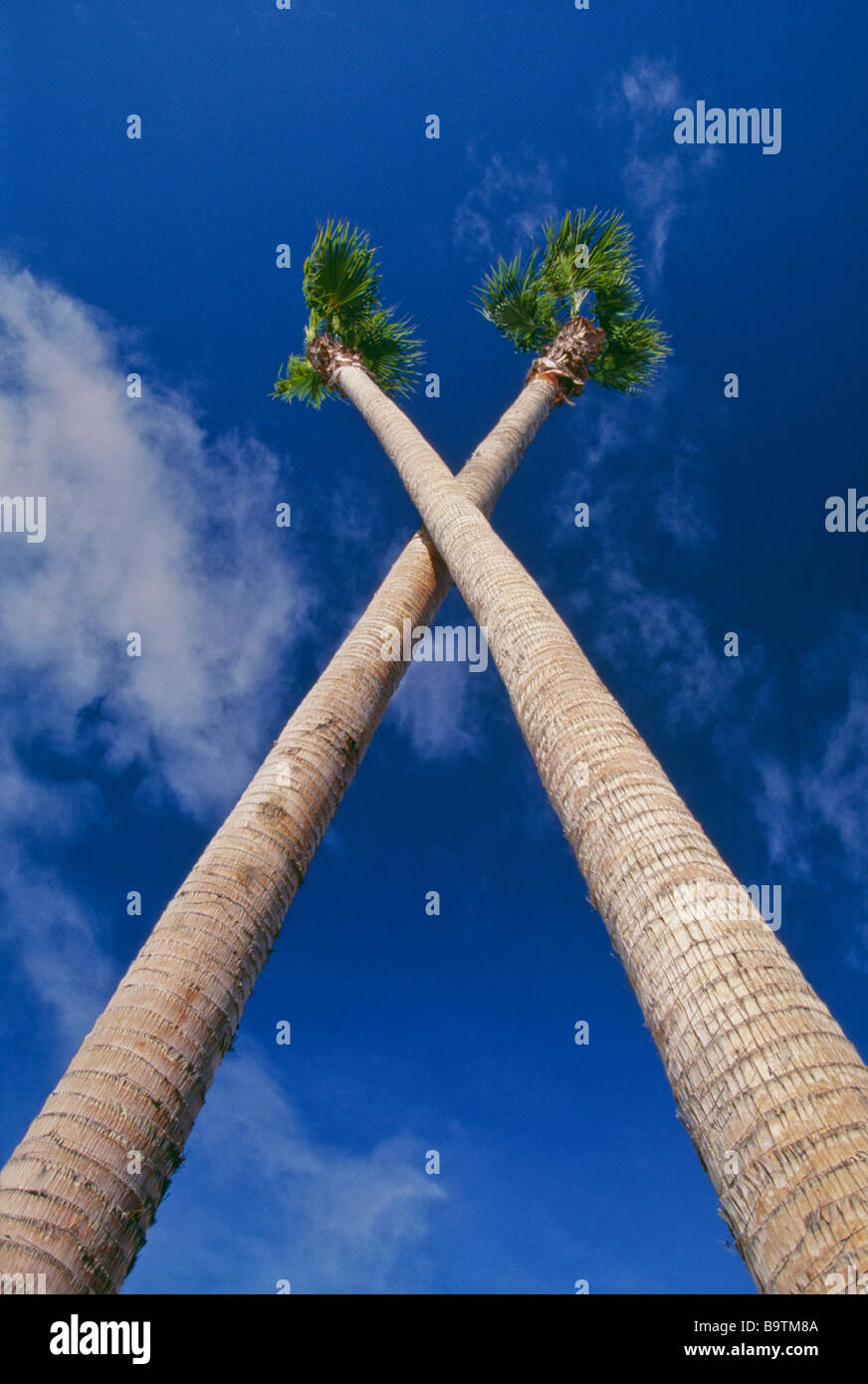 Low angle view of crossed palm trees on Rosecrans street, San Diego ...