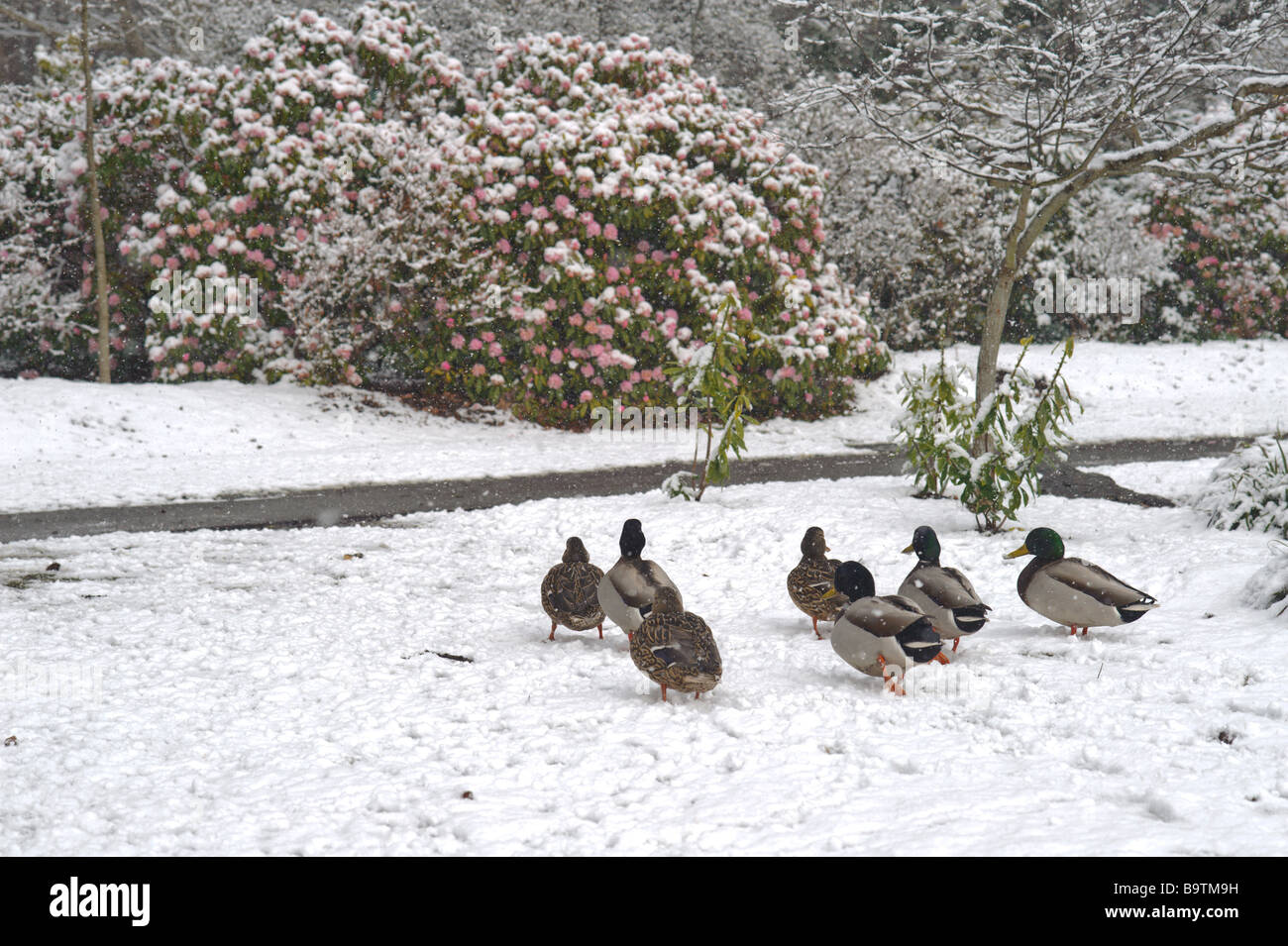 Victoria snowstorm hi-res stock photography and images - Alamy