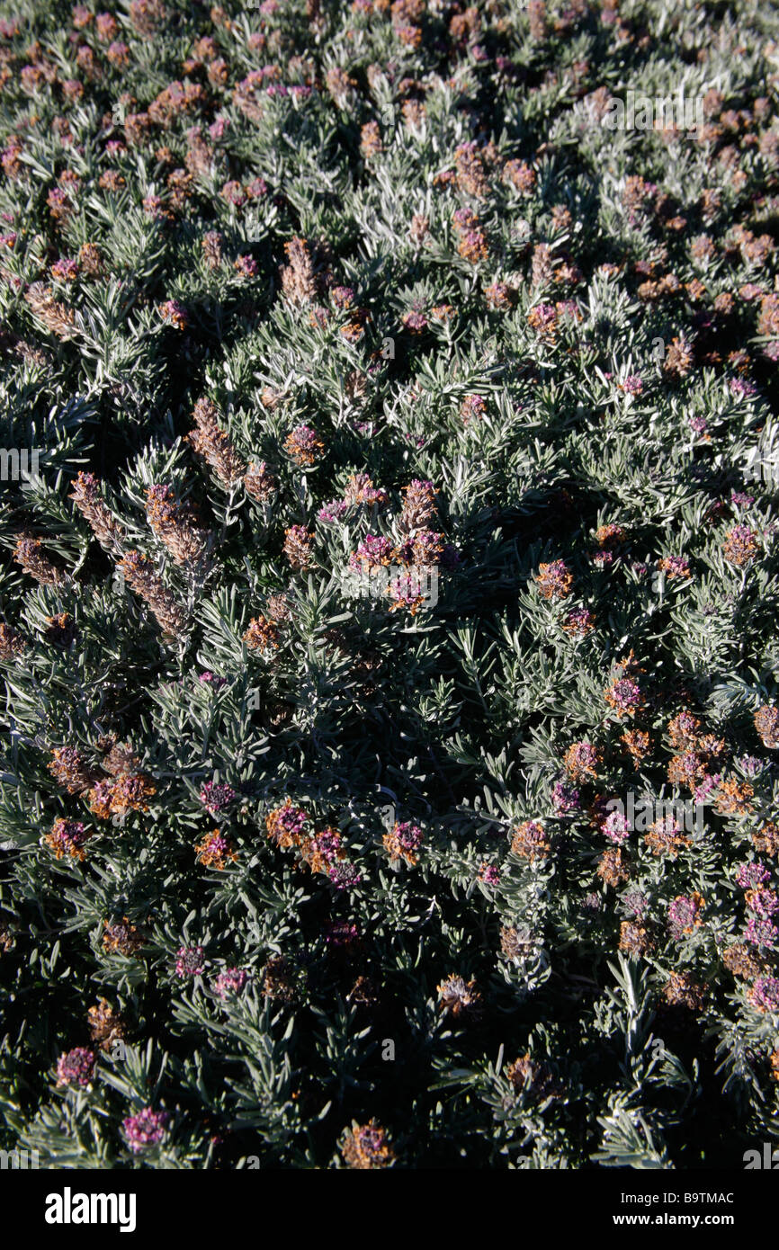 Majoricum hi-res stock photography and images - Alamy