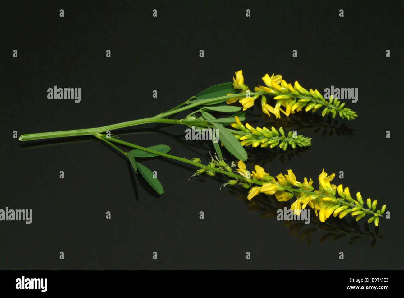 Yellow meliot hi-res stock photography and images - Alamy
