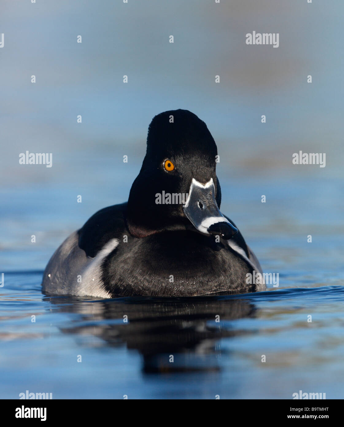 Male ring necked duck hi-res stock photography and images - Alamy