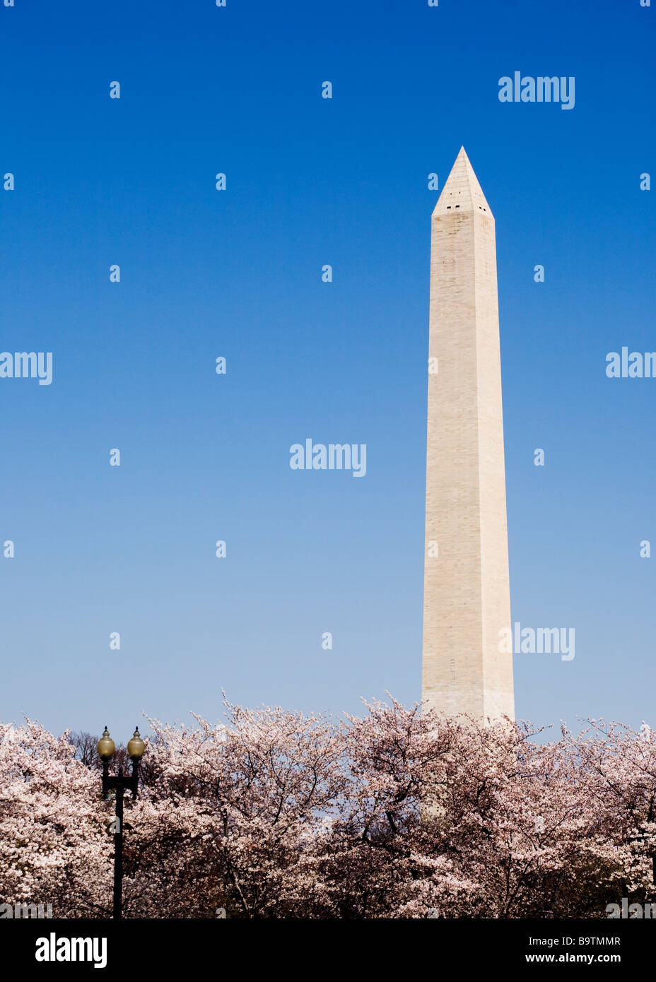Washington Monument in spring Cherry blossoms in full bloom ...