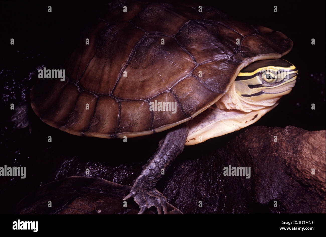 Malayan box turtle hi-res stock photography and images - Alamy