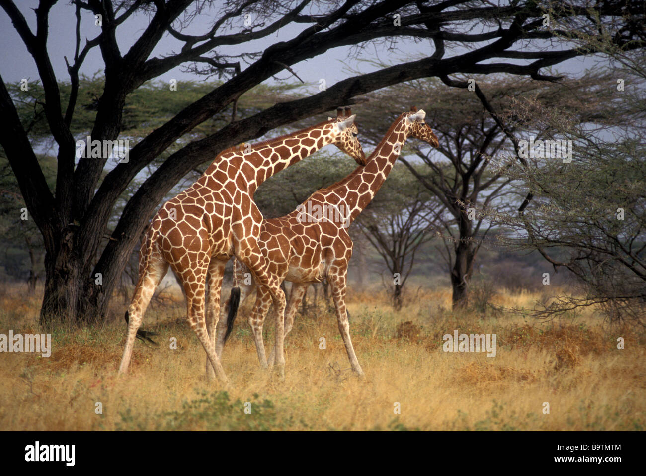 reticulated giraffe samburu game reserve kenya Stock Photo - Alamy