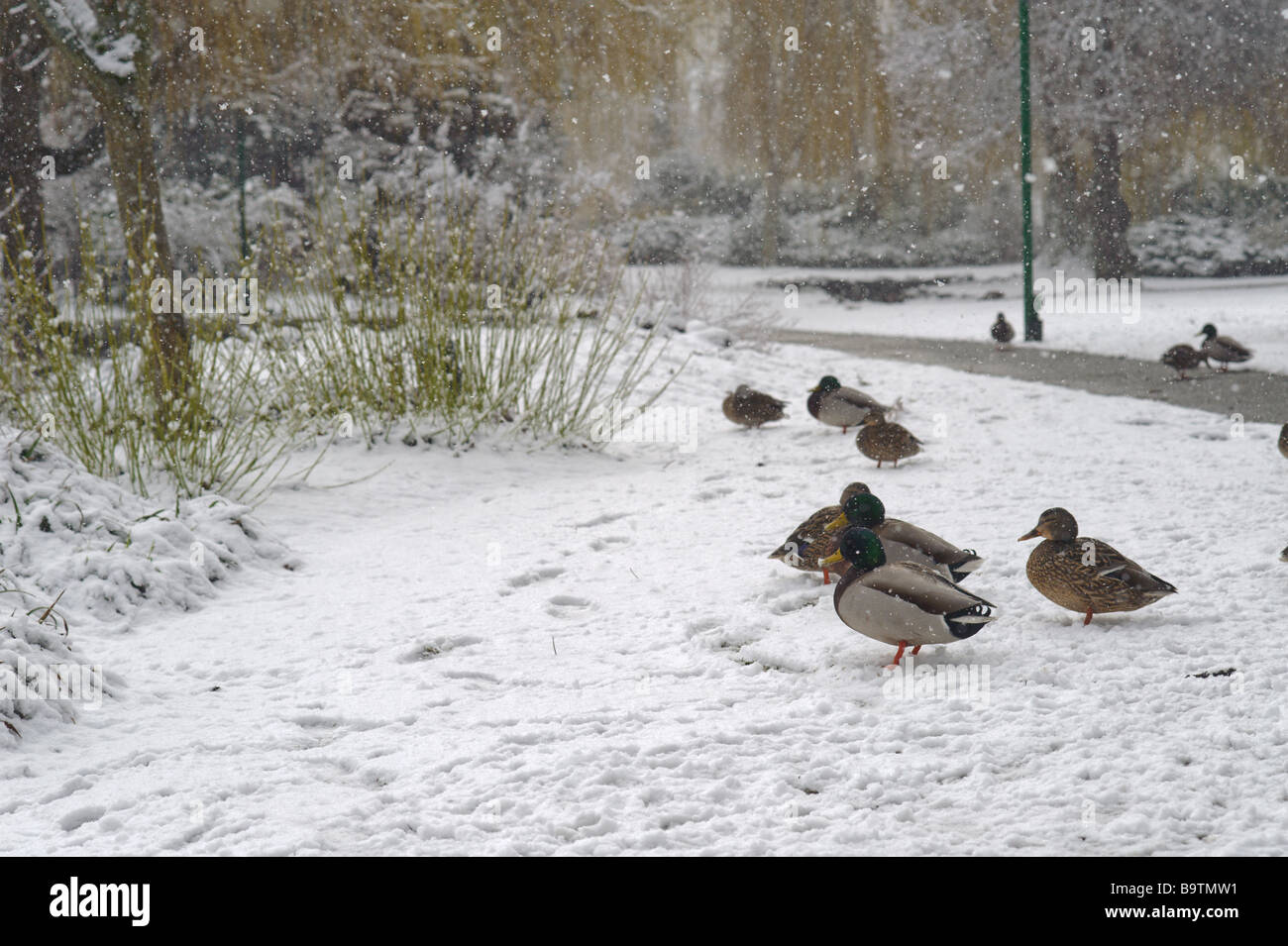 Victoria snowstorm hi-res stock photography and images - Alamy