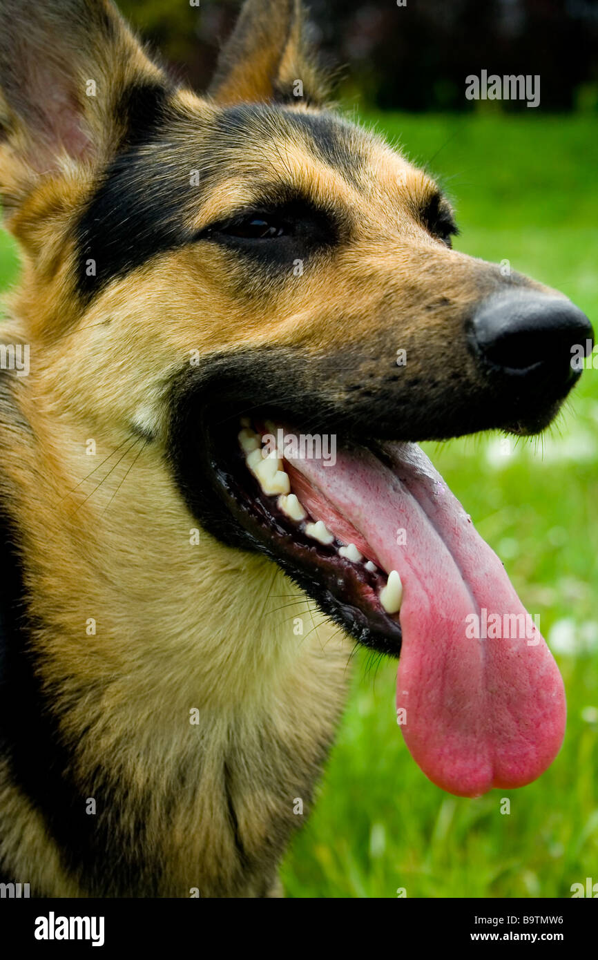 Happy dog outdoor Stock Photo - Alamy