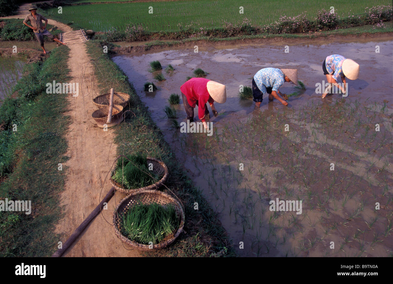 planting rice, Mekong Delta, Vietnam Stock Photo - Alamy