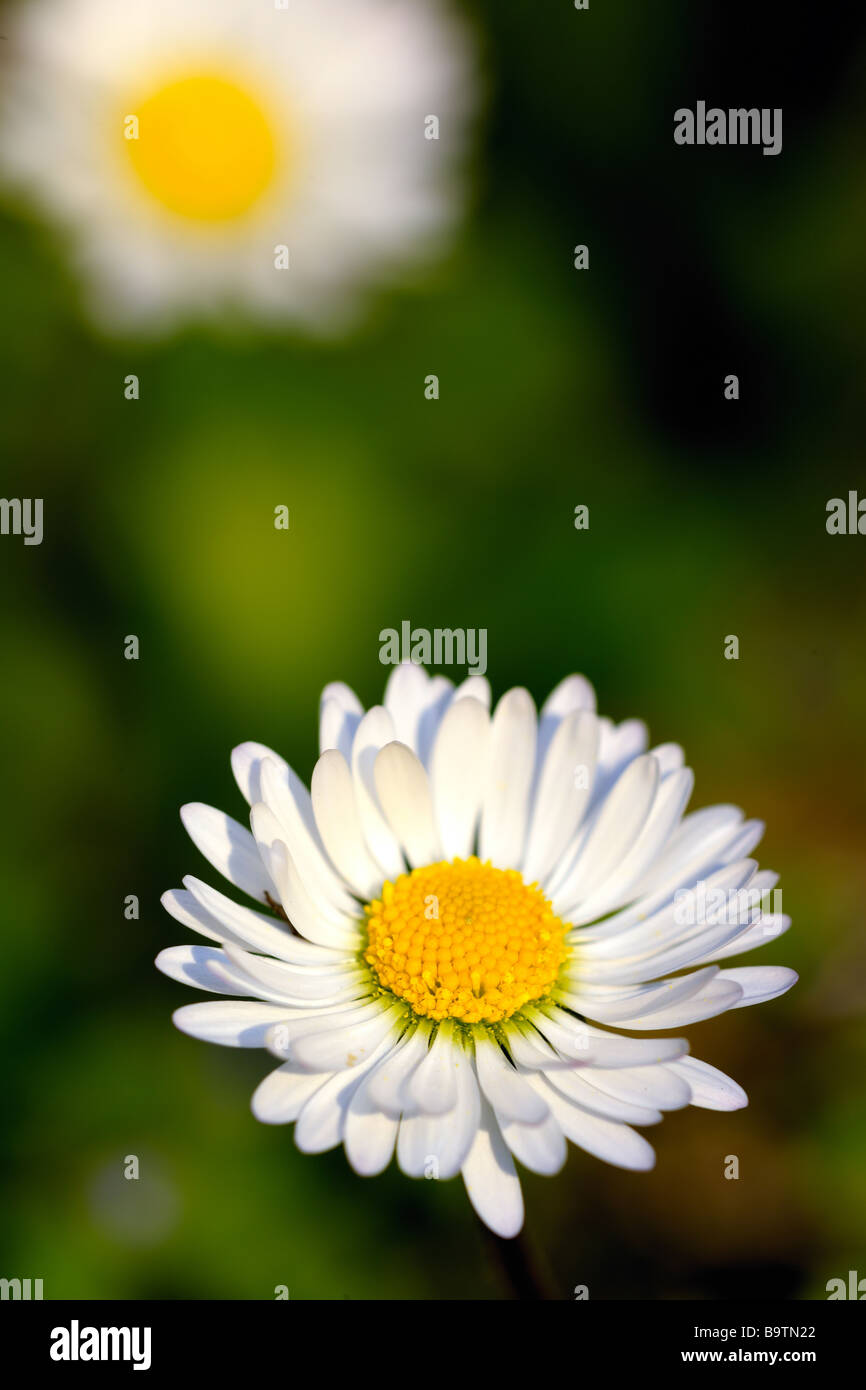 Capitulum hi-res stock photography and images - Alamy