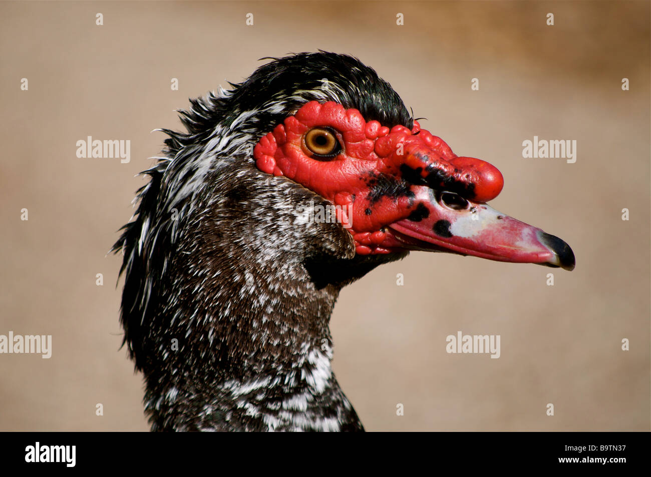 Male Muscovy Duck Portrait Stock Photo - Alamy