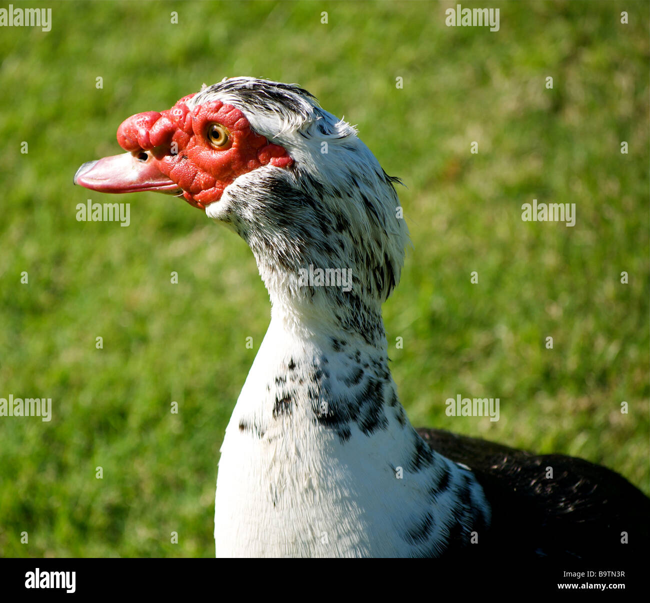 Male Muscovy Duck Looking Away Stock Photo - Alamy