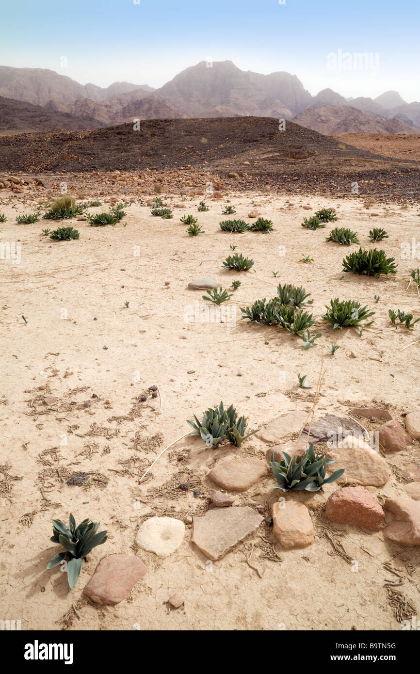 Cacti growing in the desert, Dana, Jordan Stock Photo - Alamy