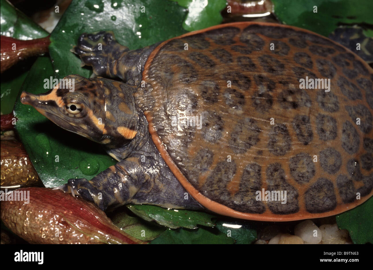 Trionyx ferox hi-res stock photography and images - Alamy