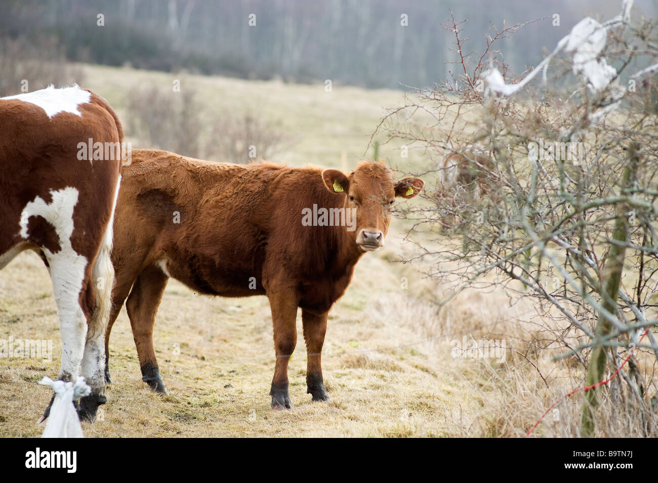 Braun cows hi-res stock photography and images - Alamy